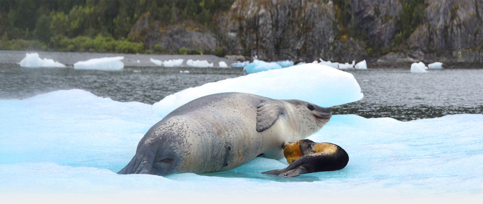 Fauna in Wild State, | Skorpios Cruises